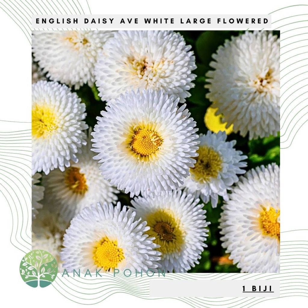 Jual Benih Bibit Biji - Bunga English Daisy Ave White Large Flowered ...