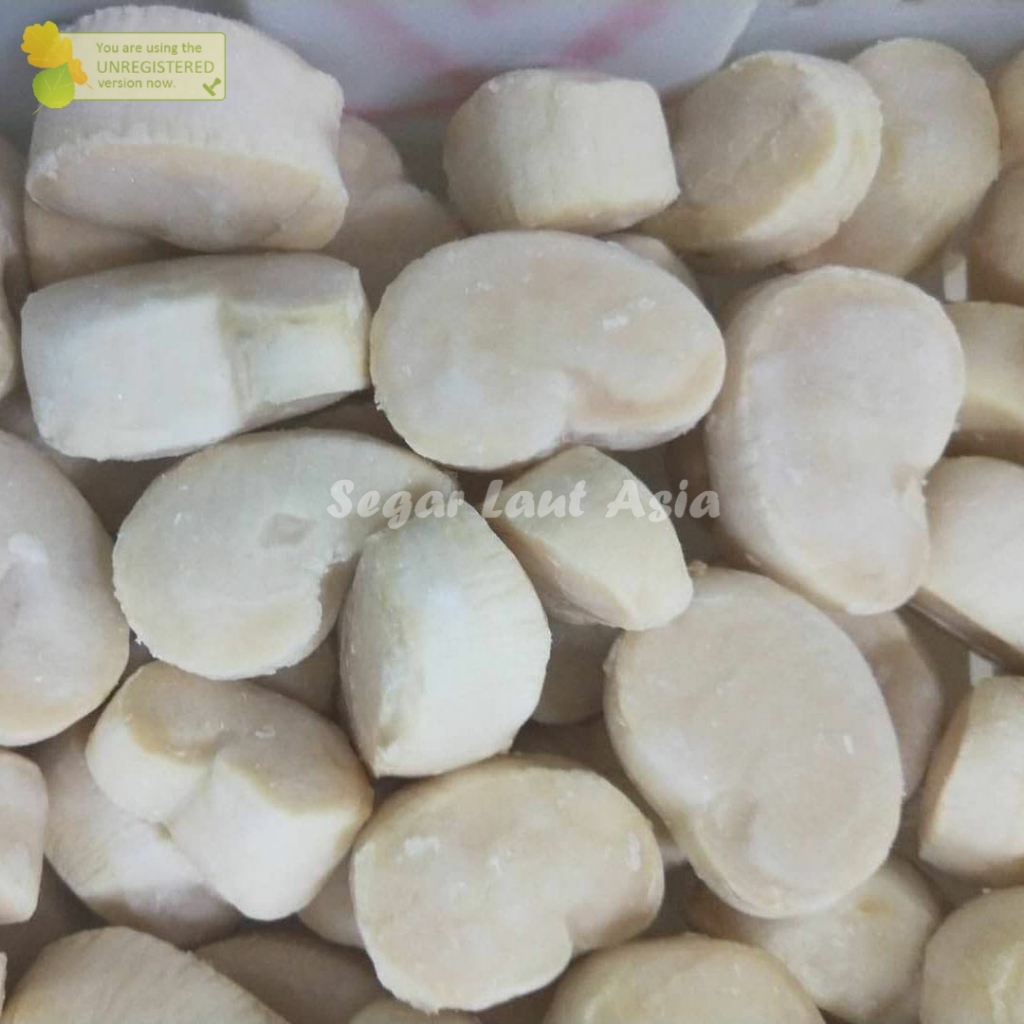 Jual Scallop Daging Kerang Laut Segar 1Kg | Shopee Indonesia