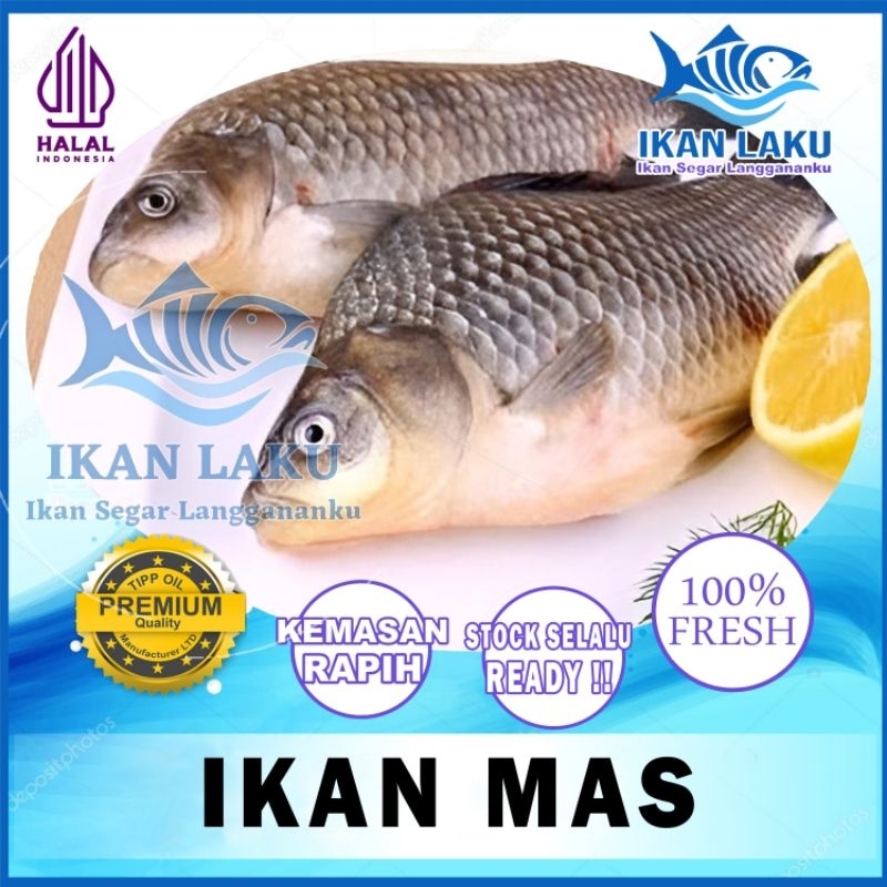 Jual Ikan Mas Segar 1kg – Gold Fish Premium Seafood Fresh Frozen ...