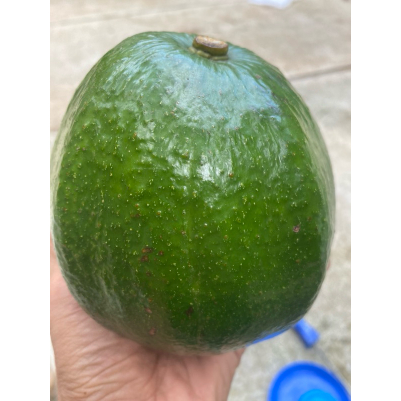 Jual Alpukat kendil jumbo/Alpukat Markus 1 buah berat 700gram-1kg ...