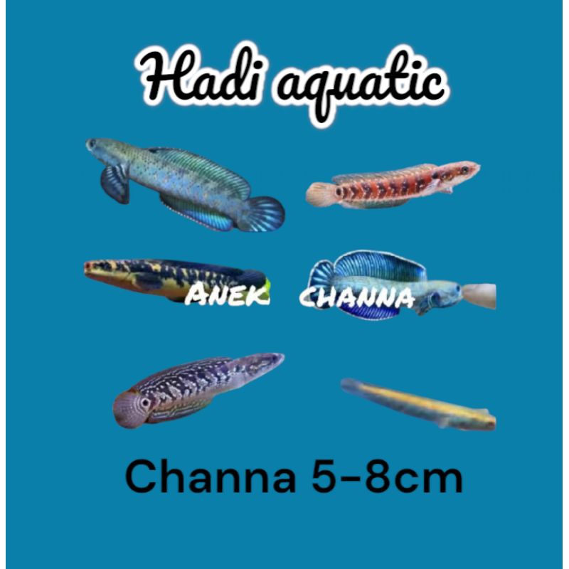 Jual Channa MURAH | Shopee Indonesia