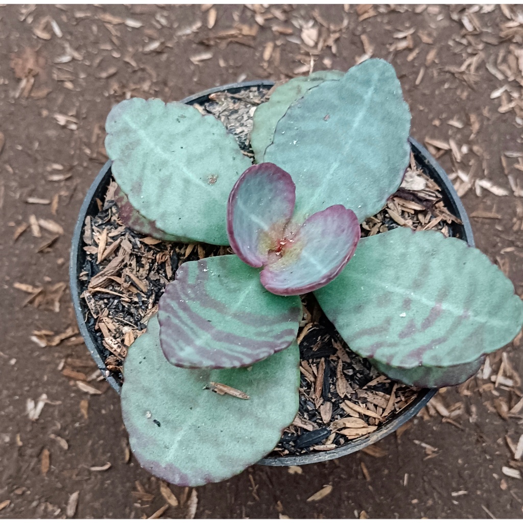Jual KALANCHOE HUMILIS | Shopee Indonesia