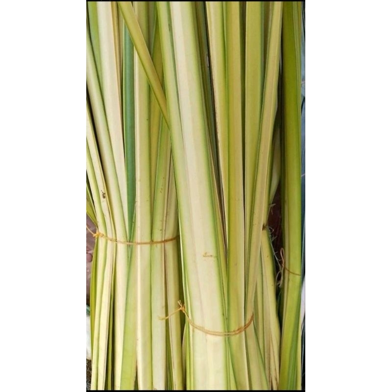 Jual JANUR KUNING UNTUK BAHAN KETUPAT/ KERAJINAN 10 BIJI | Shopee Indonesia