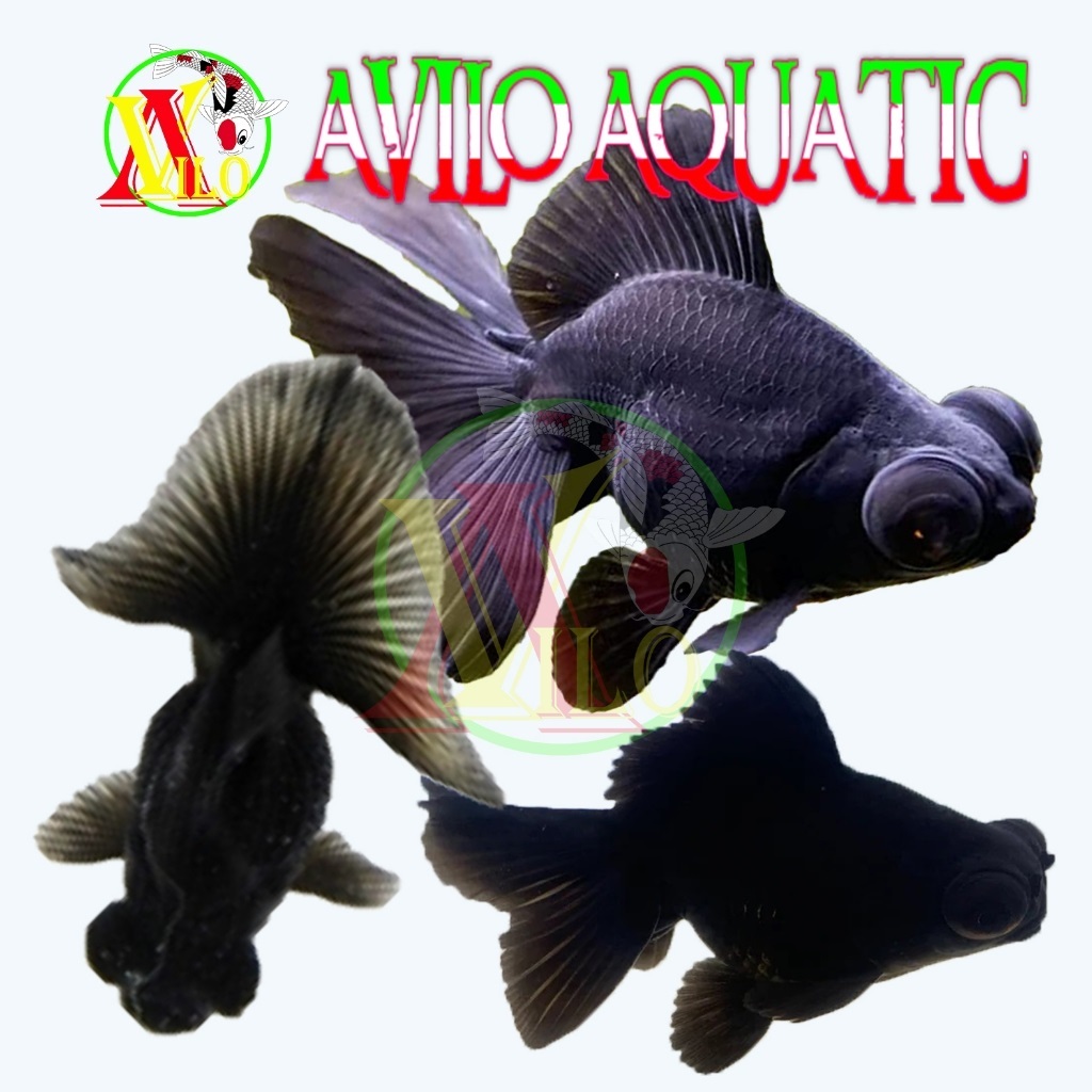 Jual ikan hias aquascape mas koki lowo hitam kecil 4 - 5 cm black gold ...