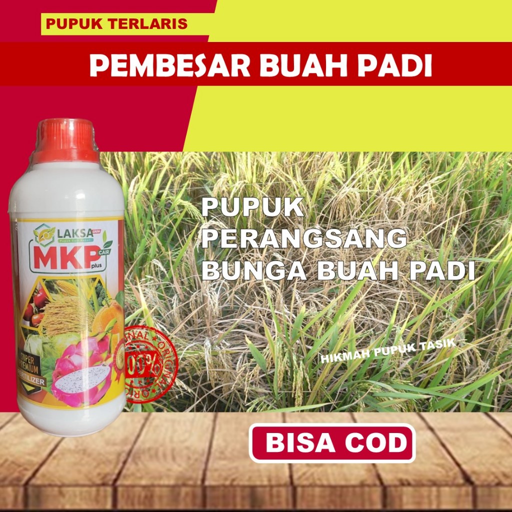Jual Obat Perangsang Padi - Obat Penyubur Padi MKP LAKSA Pupuk Pelebat Padi Semprot Perangsang ...