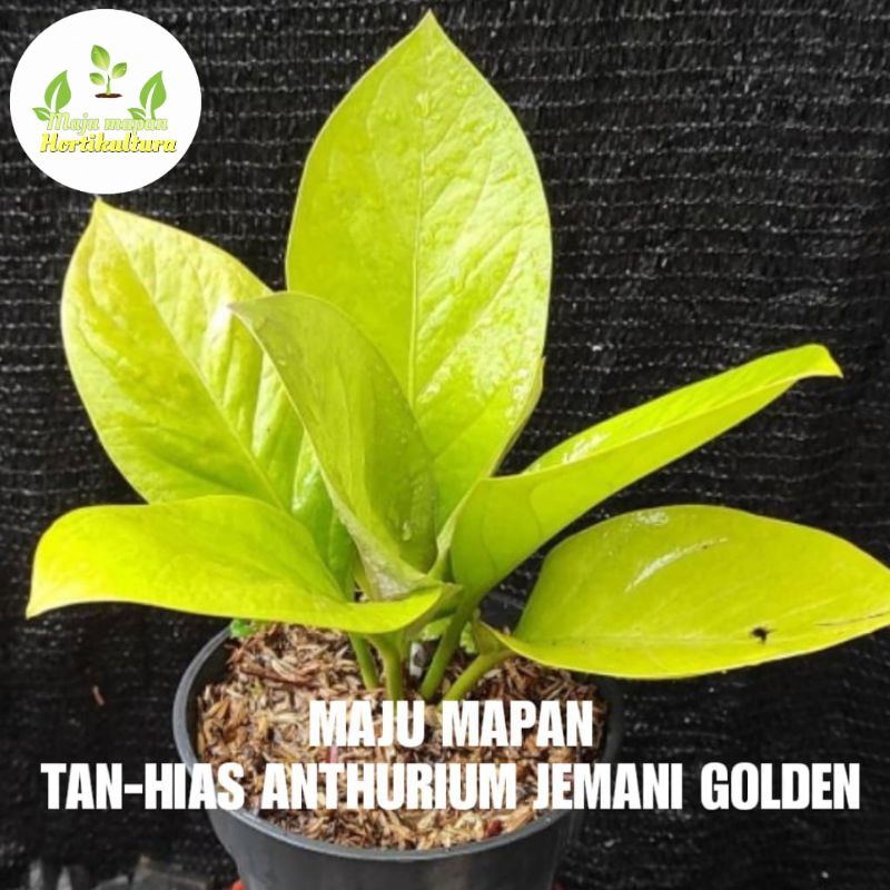 Jual ANTHURIUM JEMANI GOLDEN | Shopee Indonesia