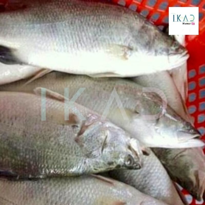 Jual Ikan Kakap Putih/Baramundi | Shopee Indonesia