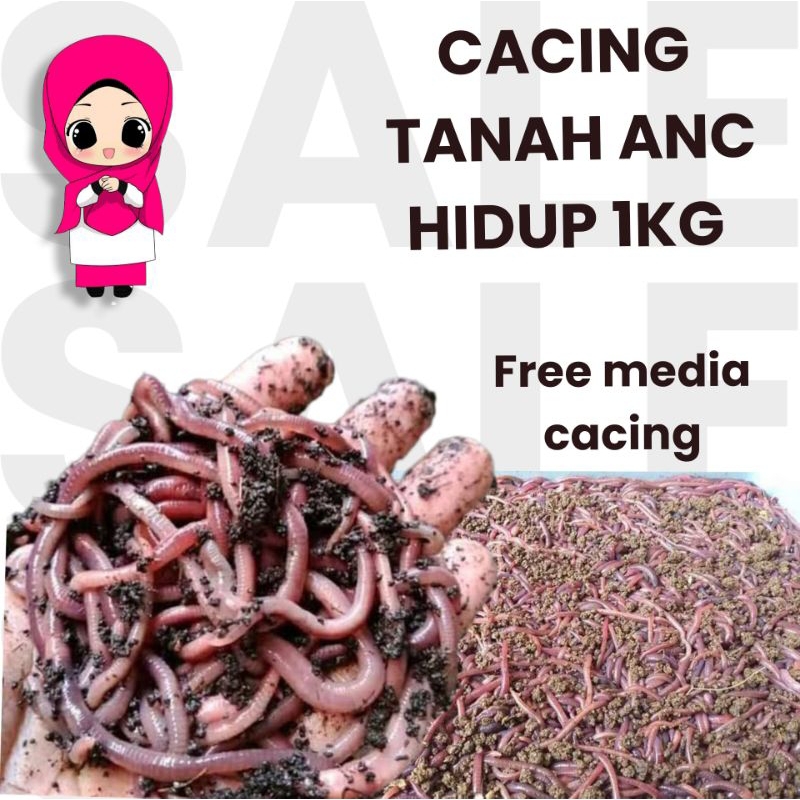 Jual cacing tanah anc 1kg pakan ikan dll | Shopee Indonesia