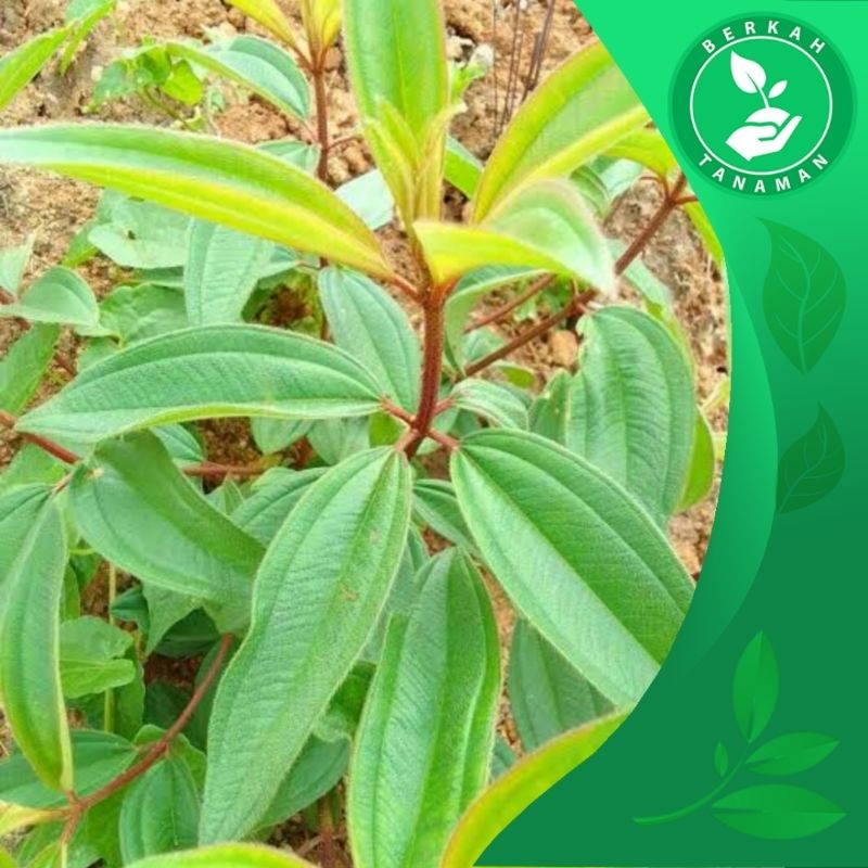 Jual Daun Senggani Senduduk 500gram | Shopee Indonesia