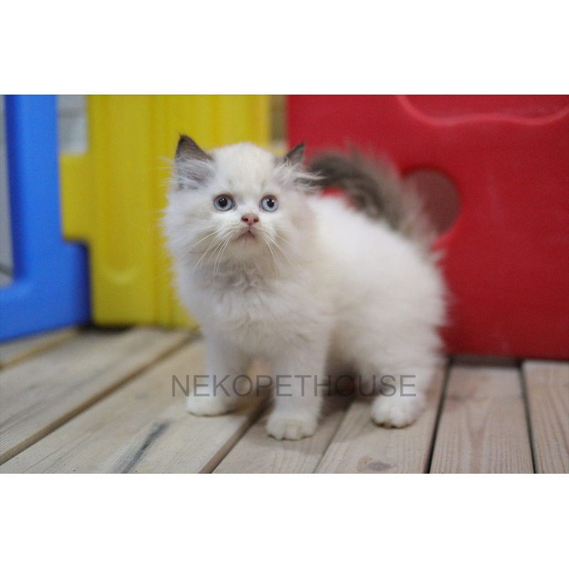 Jual Kucing Ragdoll Anak Kucing Ragdoll | Shopee Indonesia
