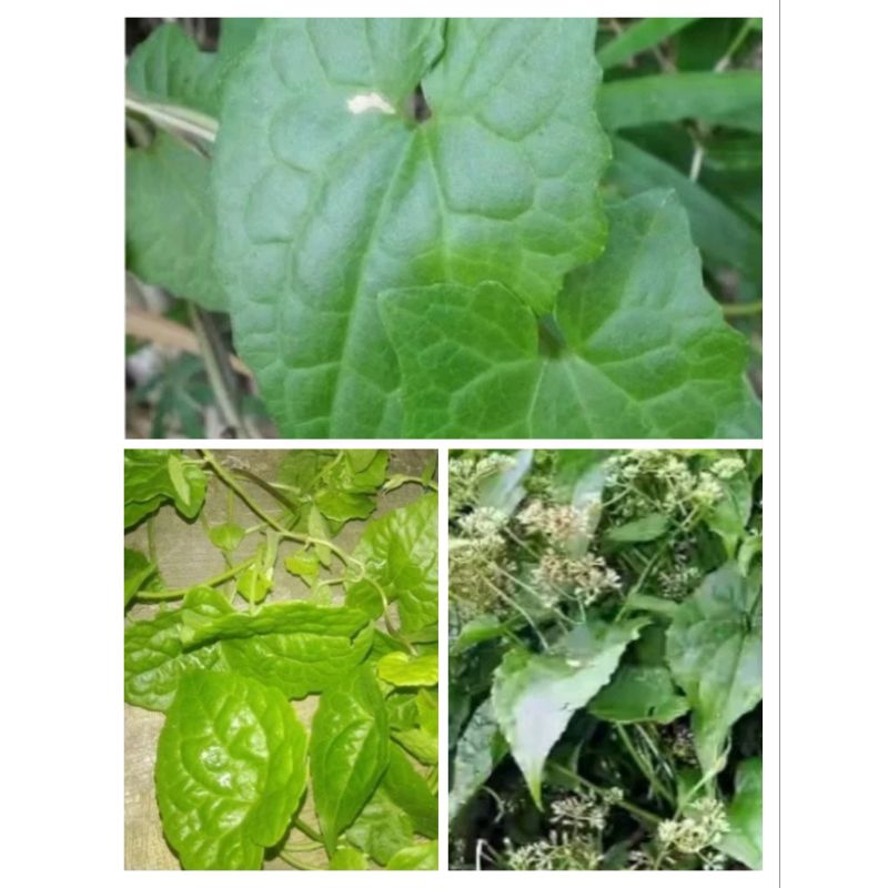 Jual daun sembung rambat segar berkualitas 1 kg | Shopee Indonesia