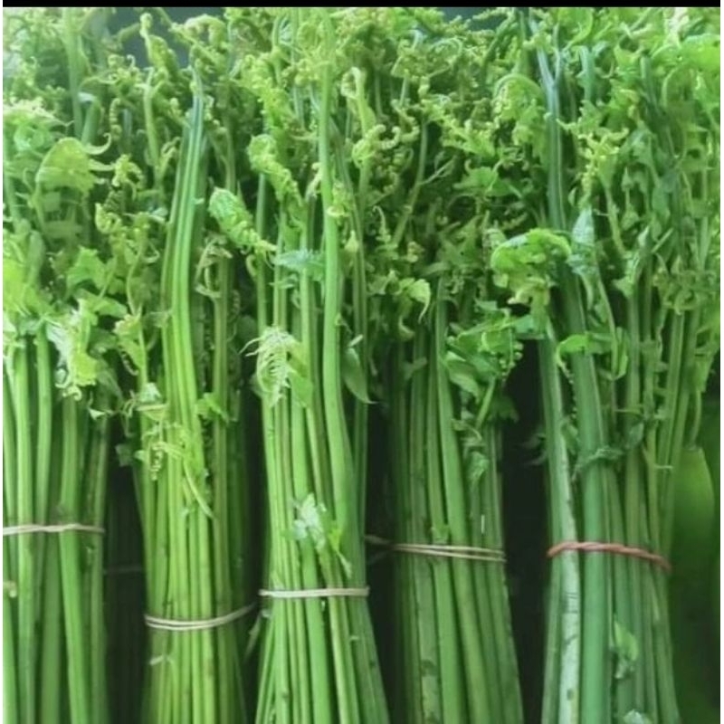 Jual TOKO ABDI 1 Ikat Pakis Sayur Sayur Pakis Pakis Segar Bersih ...