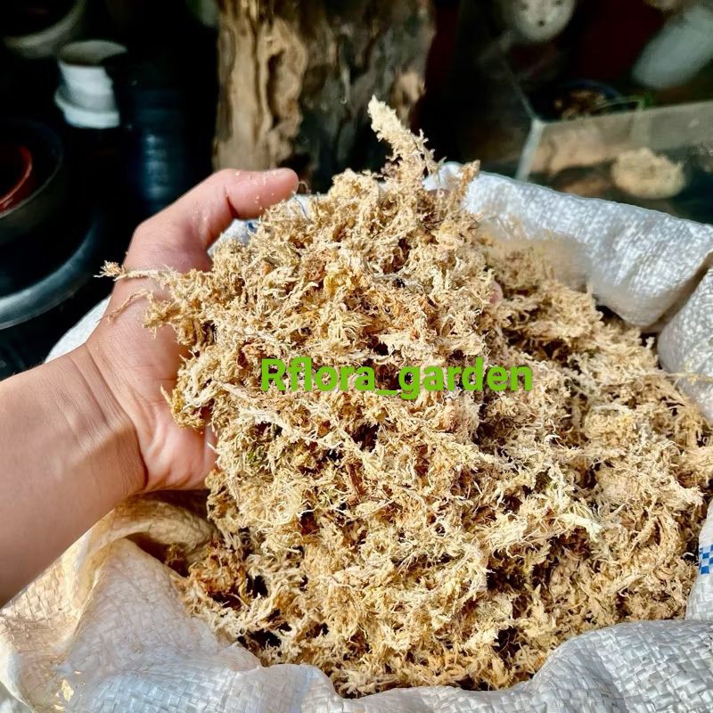 Jual Sphagnum Moss 1 KG - Media Tanam untuk Anggrek, Platycerium, dan ...