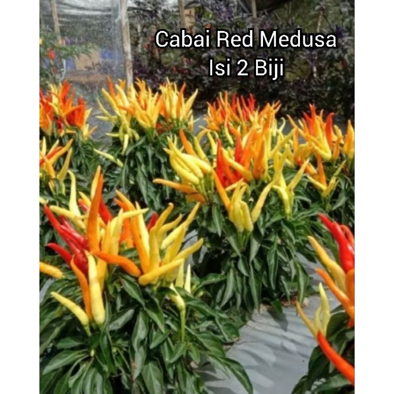 Jual Benih Cabai Red Medusa | Shopee Indonesia