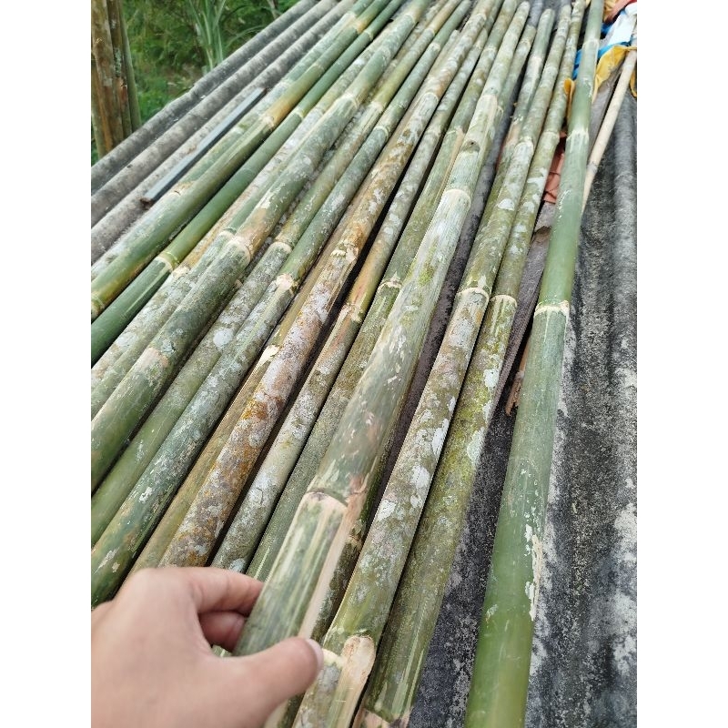 Jual Tiang bambu tongkat bambu lurus panjang 130Cm | Shopee Indonesia