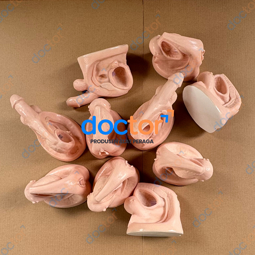 Jual Kateter Wanita/Laki Phantom/Manikin/Manikin Praktek Pemasangan ...
