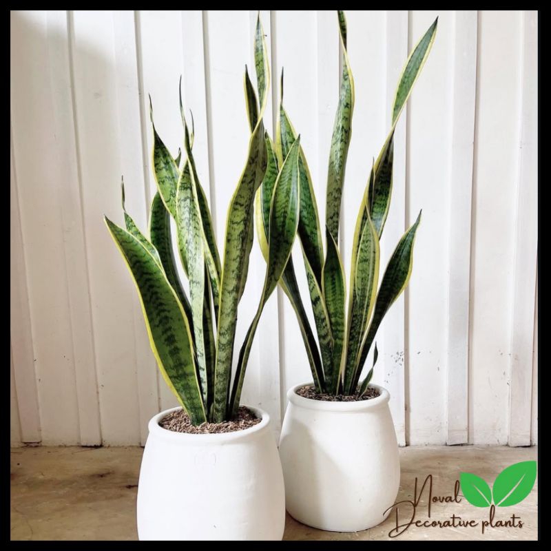 Jual Tanaman hias sansivera gold - sansivera lidah mertua - pohon ...