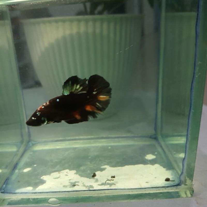 Jual (363) Hiasan Akuarium Plakat Avatar Gordon Nemo / Foto Asli ...