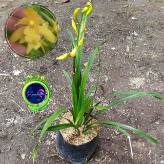 Jual ANGGREK GOLDEN BOY berbunga anggrek tanah kuning ANGGREK CYMBIDIUM ...