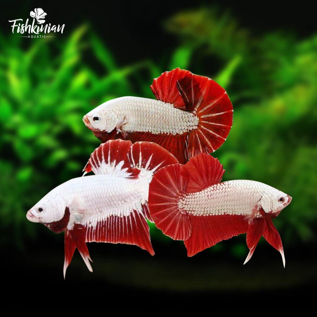 Jual plakat/red/dragon | Shopee Indonesia