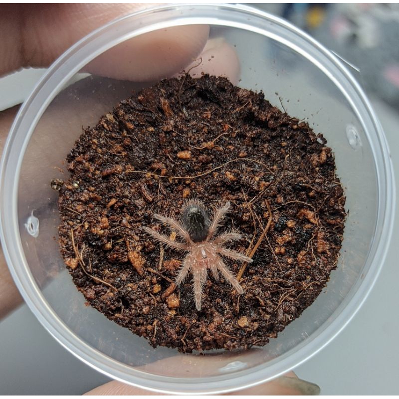Jual Sling Tarantula Grammostola Pulchripes 10 Ekor | Shopee Indonesia