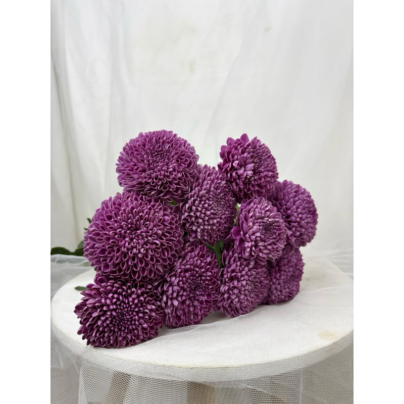 Jual Gompie ungu / Bunga Segar | Shopee Indonesia