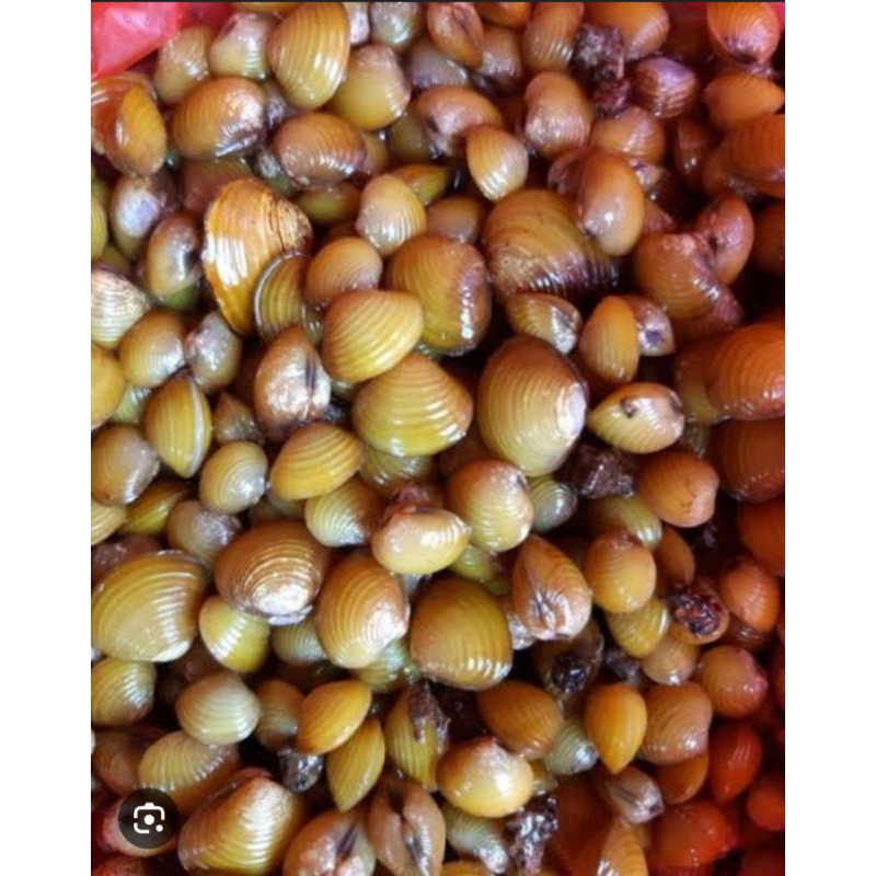 Jual REMIS HIDUP 500g OBAT PENYAKIT KUNING/LIPER/OBAT HERBAL | Shopee ...