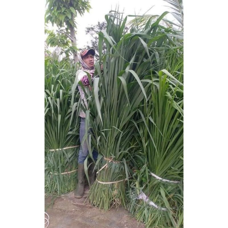 Jual Benih Biji Rumput Vertifer 25kg - Biji Rumput Mencegah Longsor ...