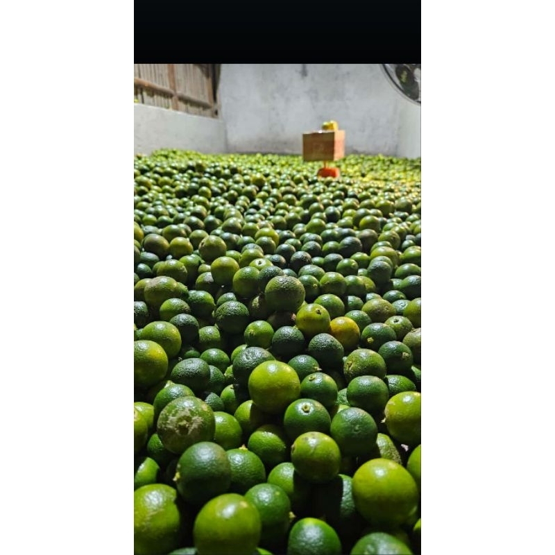 Jual jeruk kasturi jeruk songkit jeruk lemon cuy langsung dari kebun ...