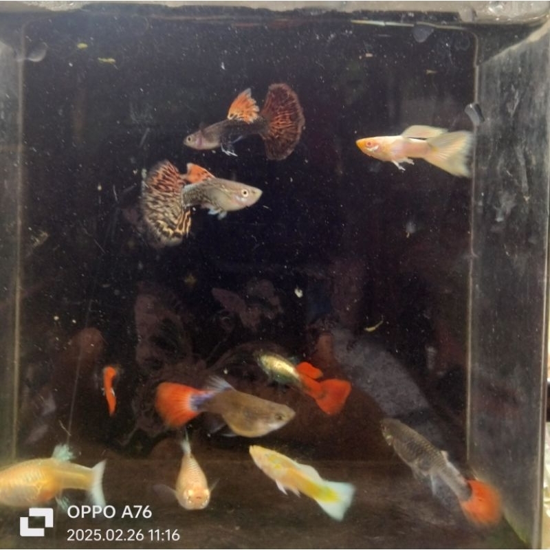 Jual PAKET BREDING GUPPY 5 PASANG 5 JENIS | Shopee Indonesia