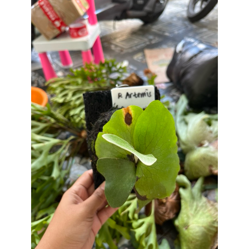 Jual Platycerium Artemis | Shopee Indonesia