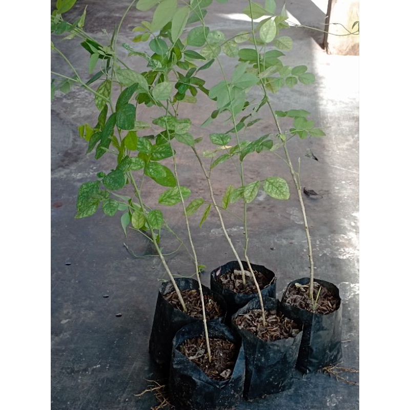 Jual Tanaman herbal bunga telang (paket 5 tanaman) | Shopee Indonesia