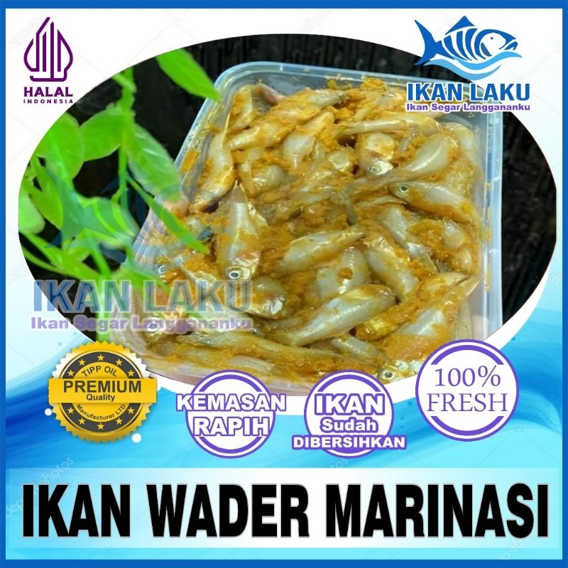 Jual PRODUK BARU!!! IKAN WADER | WADER MARINASI BERSIH TERMURAH IKAN ...