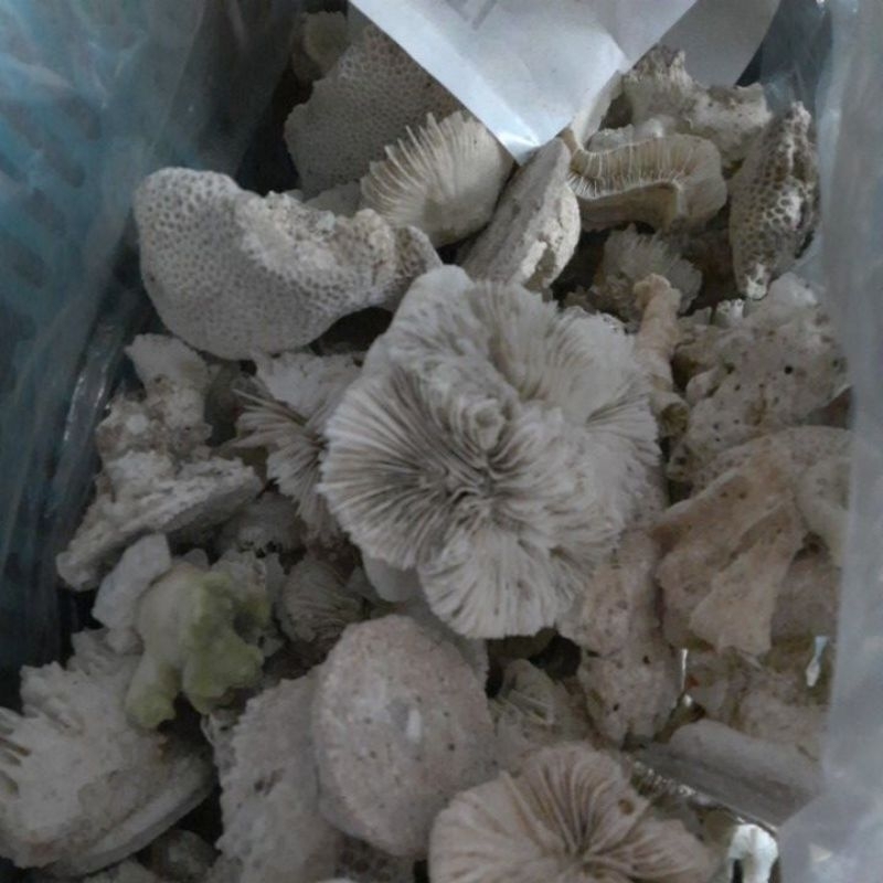 Jual Karang Mati Random | Shopee Indonesia