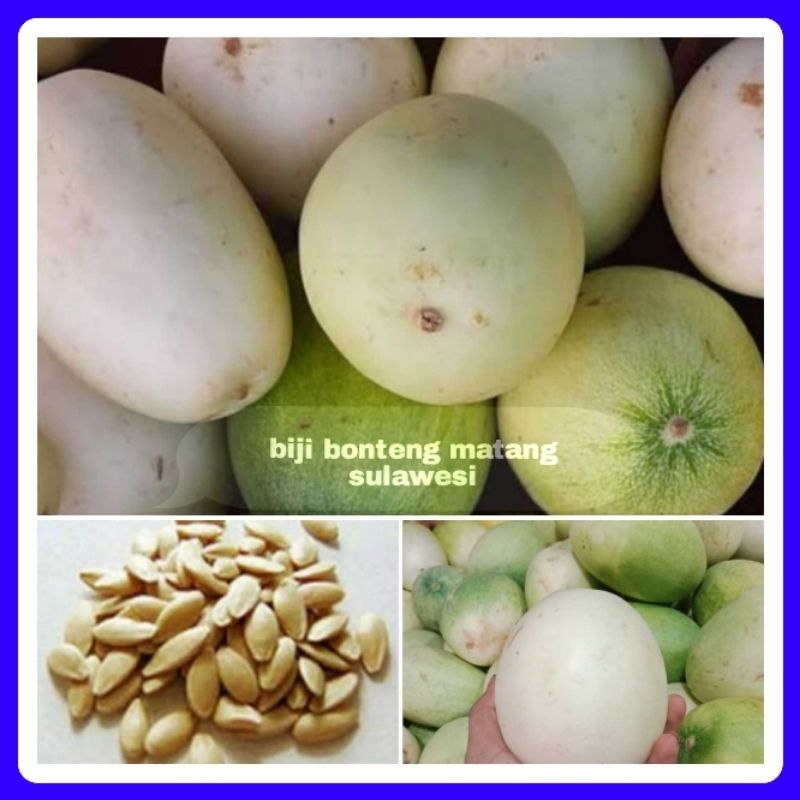 Jual biji benih bonteng matang sulawesi isi(1000 biji) | Shopee Indonesia