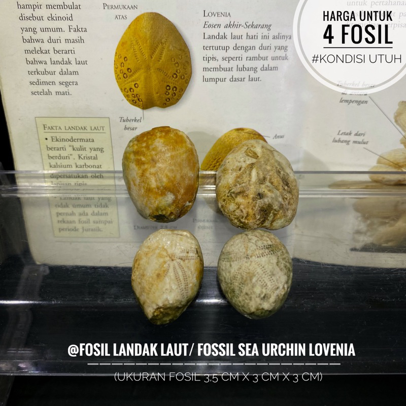 Jual Fosil Landak Laut Purba B21 atau Fossil Sea Urchin Lovenia atau ...