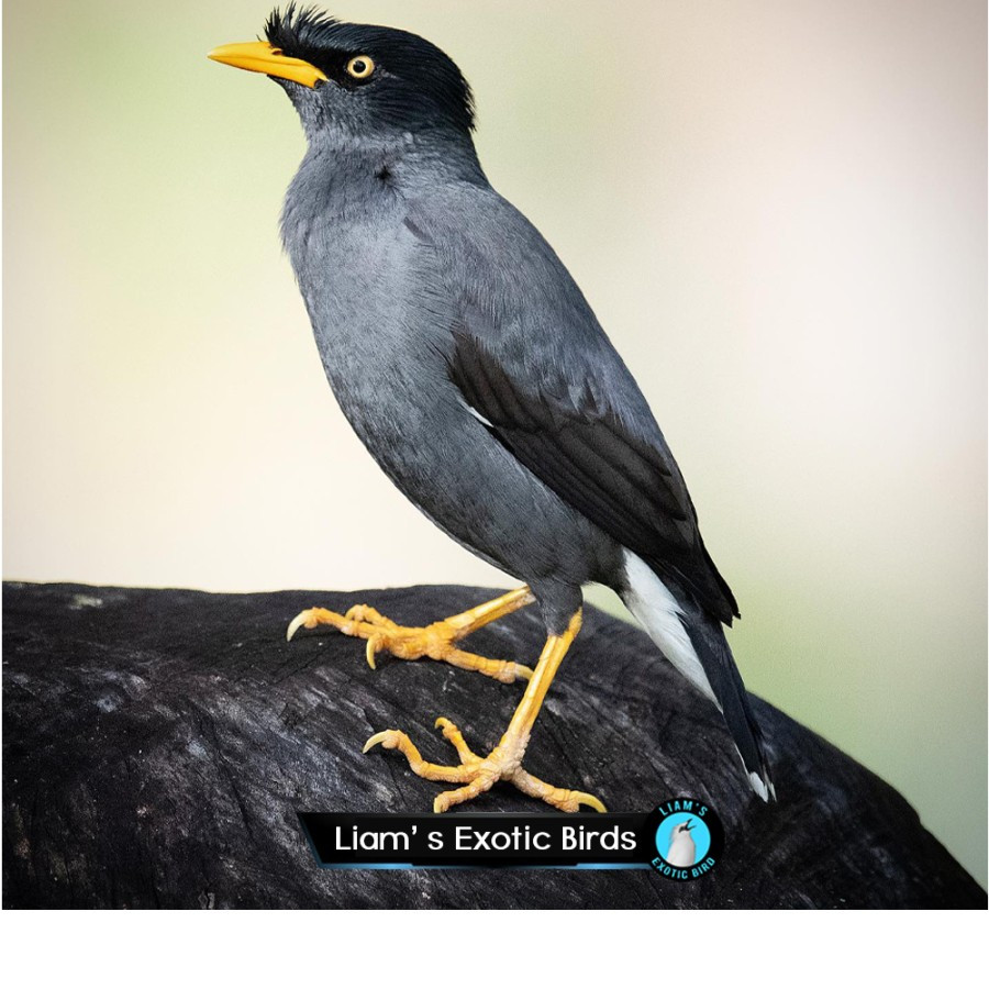 Jual Burung Mata Kuning pilihan rawatan | Shopee Indonesia