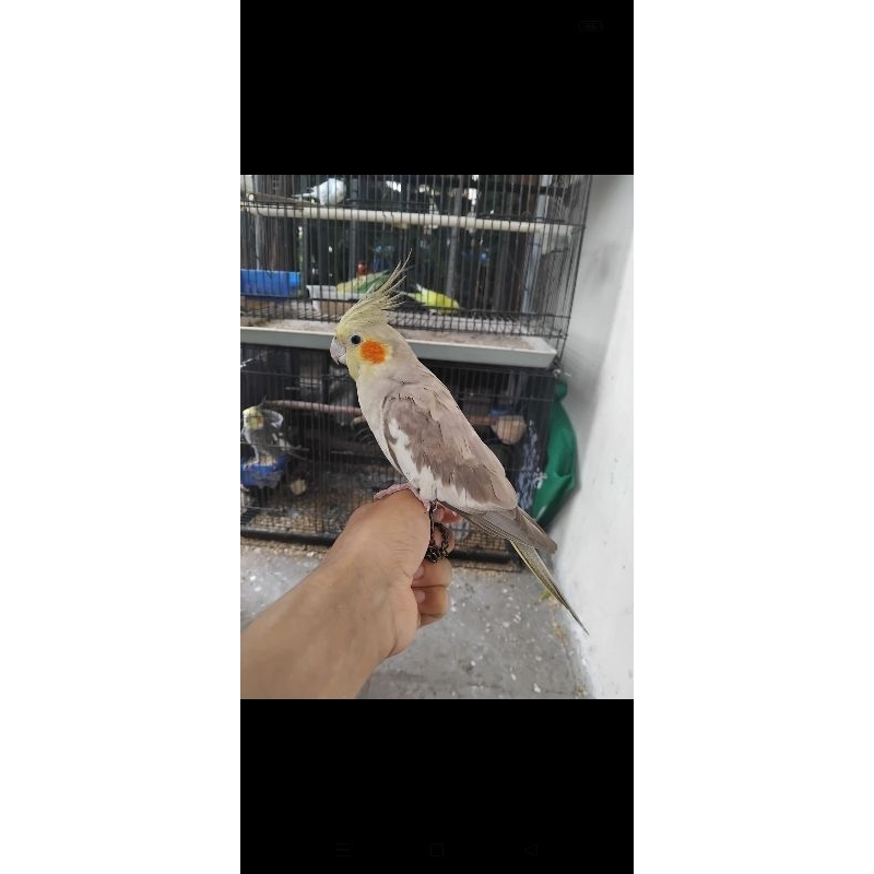 Jual Burung Parkit Australia | Shopee Indonesia