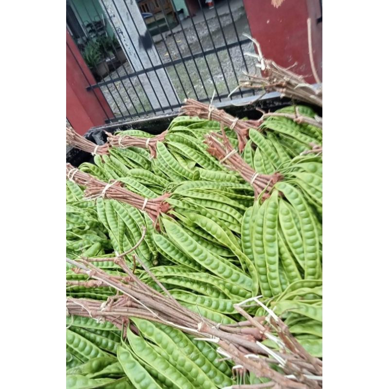 Jual Pete padi super khas bogor | Shopee Indonesia