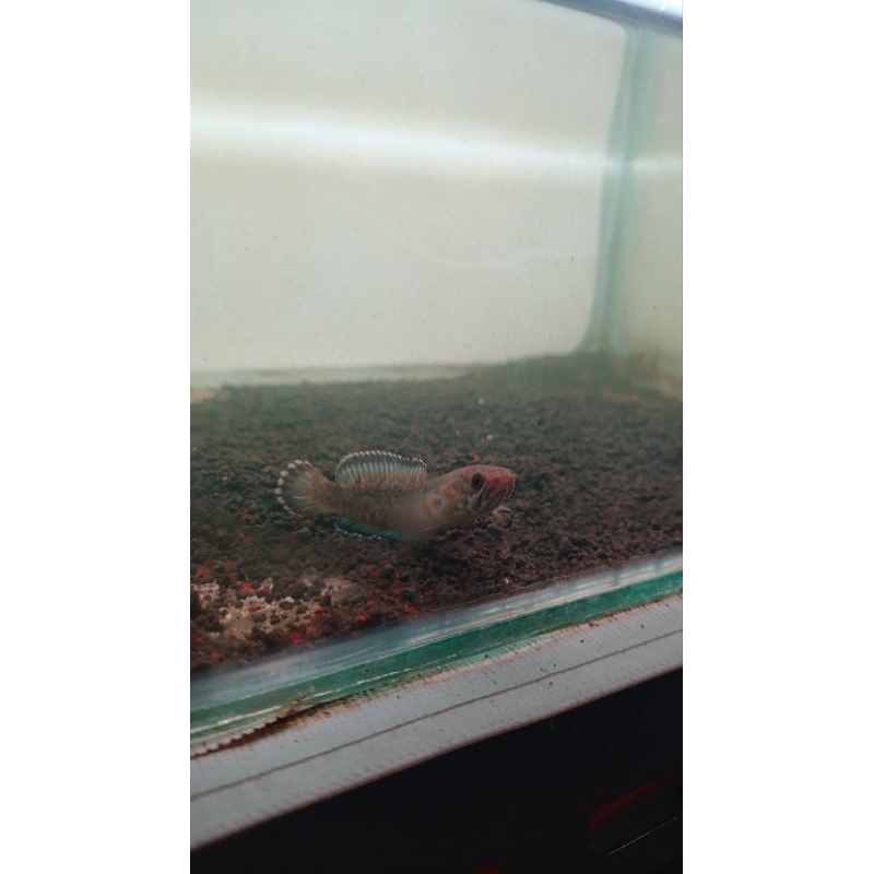 Jual sticker chana andrao grade b 4-6cm | Shopee Indonesia