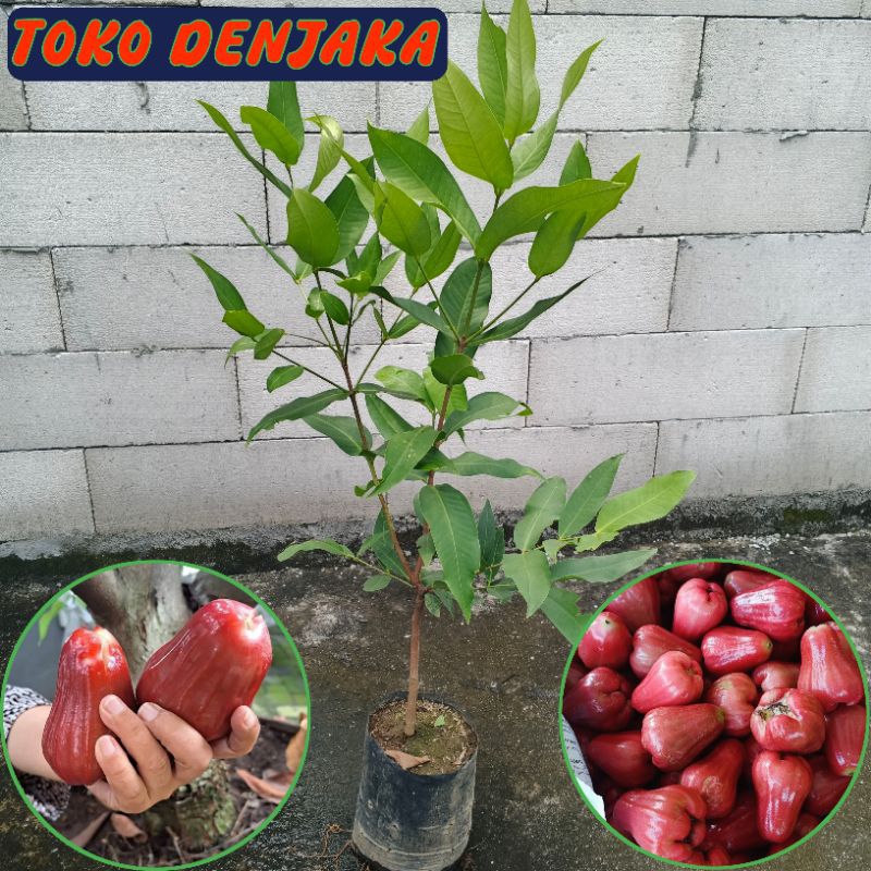 Jual GRATIS ONGKIR SELURUH PULAU JAWA BALI - Bibit Tanaman Jambu Citra ...