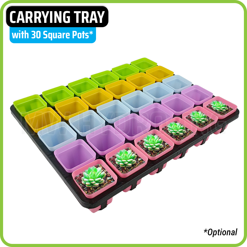 Jual Carrying Tray 30 Holes for 7 cm Square Pot | Tray 30 Lubang Pot ...