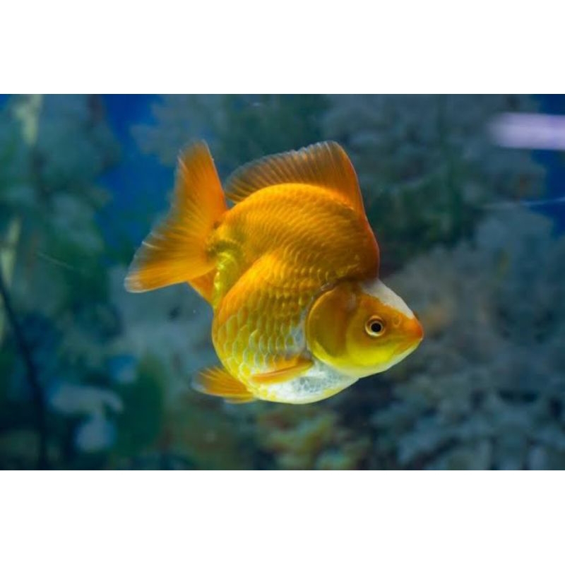 Jual Dekorasi KOKI JUMBO RYUKIN Hiasan Aquarium (KHUSUS INSTAN ...