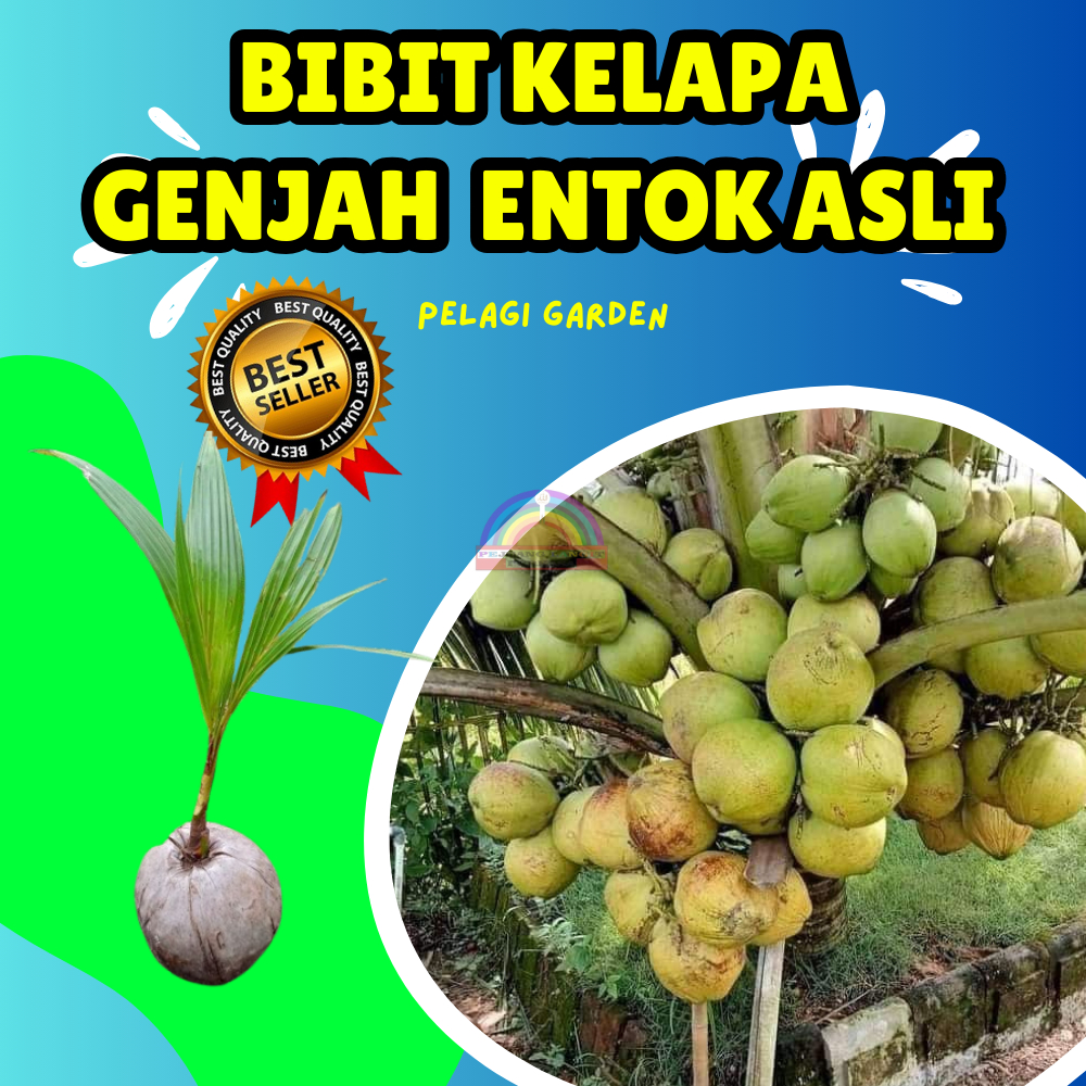 Jual PALING DICARI ! Tumbuhan Kelapa Genjah Entok Jumbo Murah | Shopee Indonesia
