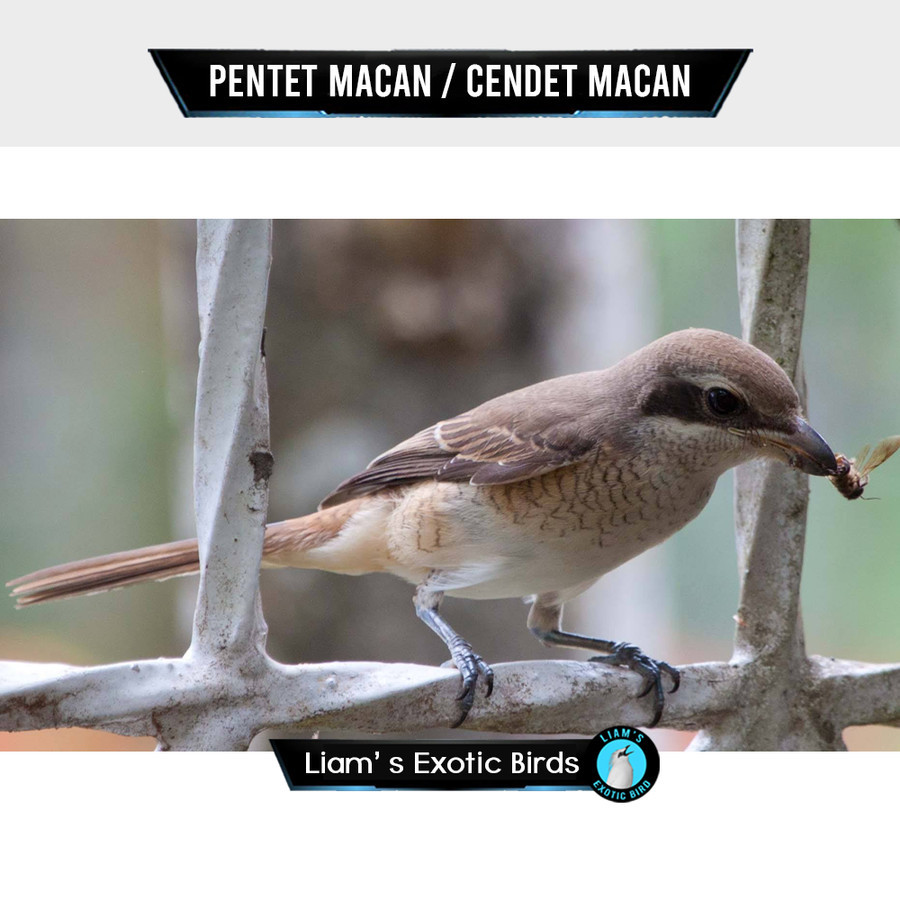 Jual Pentet Macan Cendet Macan Pilihan | Shopee Indonesia