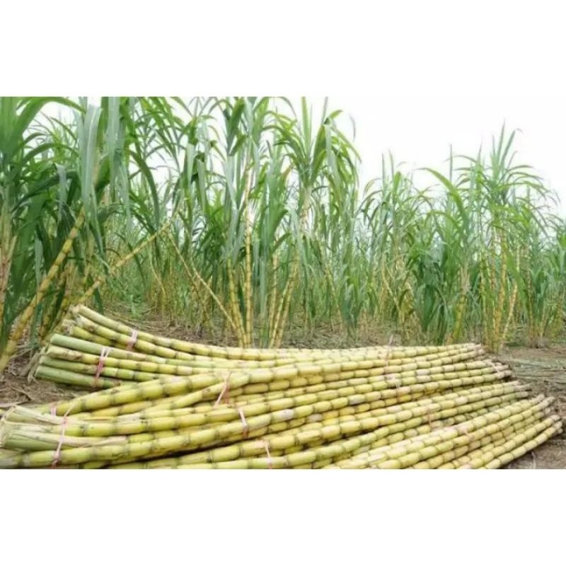 Jual bibit stek tebu kuning pajang 25 cm | Shopee Indonesia