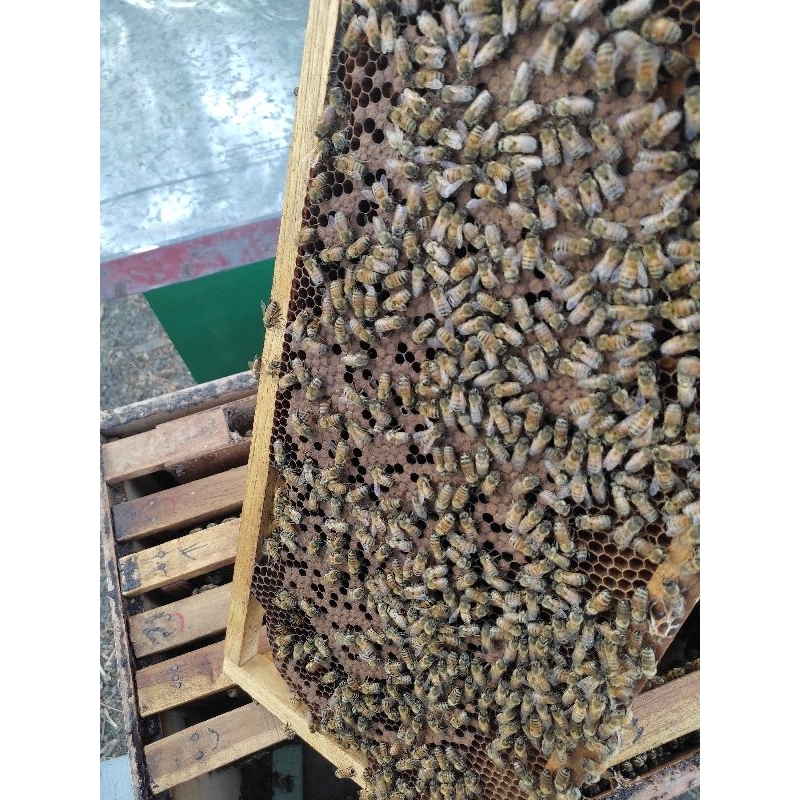 Jual Bibit koloni lebah apis mellifera isi 2 sarang | Shopee Indonesia