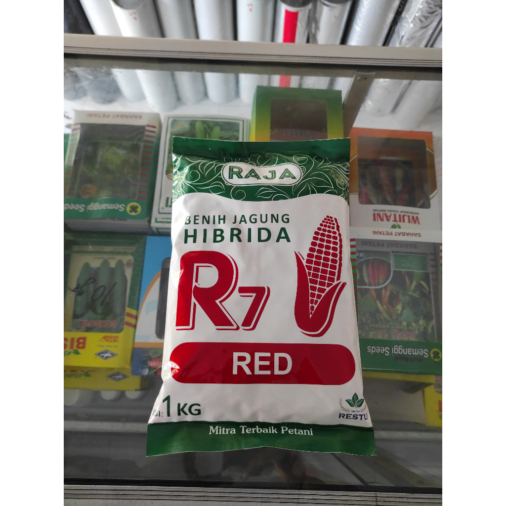 Jual Benih Jagung Raja R7 Red 1kg - Raja Restu Agropro jayamas | Shopee Indonesia
