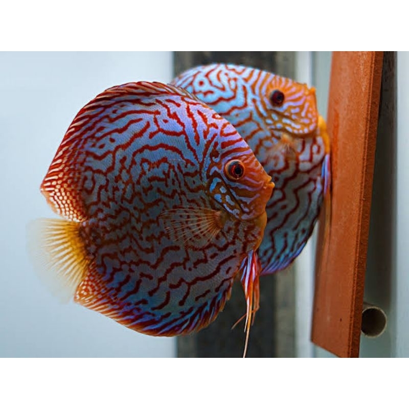 Jual GRADE A Pair Proven Discus Aquarium | Shopee Indonesia