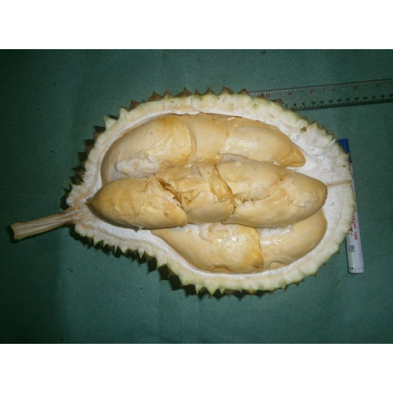 Jual Bilbit Durian Kalasi | Shopee Indonesia